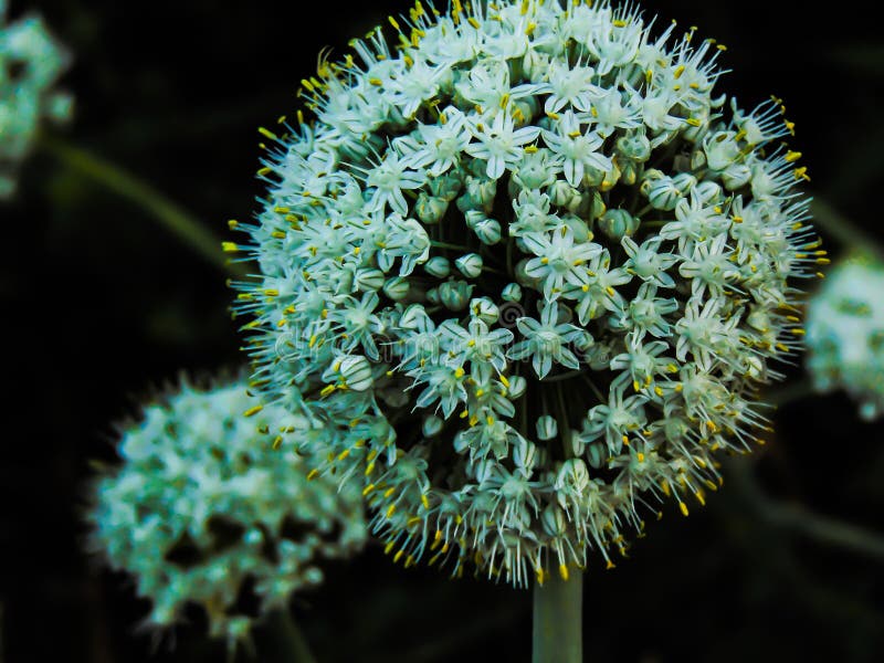Onion flower blooming. stock photo. Image of summer - 119636496
