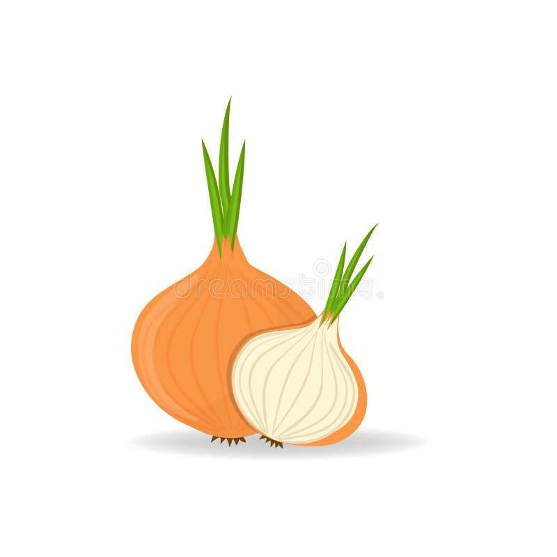 Onion. Whole Onion and Cut Onion. Flat Simple Design Stock Vector ...