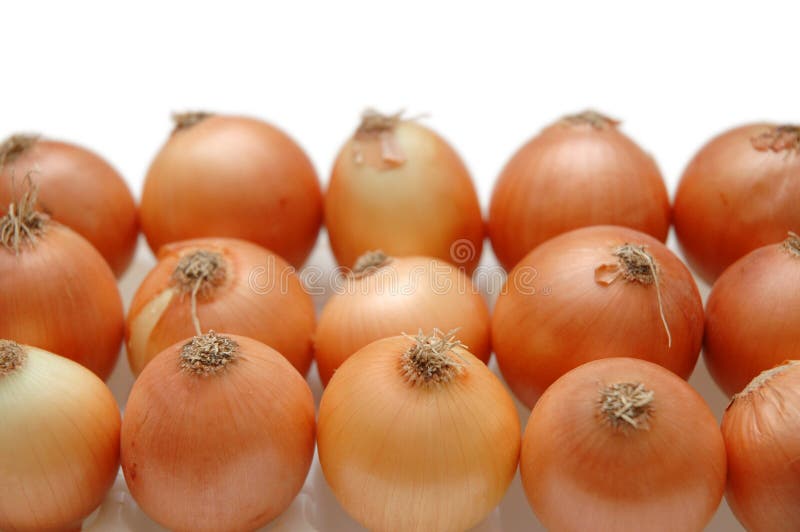Onions arranged in rows stock photo. Image of objects - 1364528