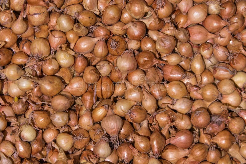 Onions stock image. Image of healthy, plant, cuisine - 69422871