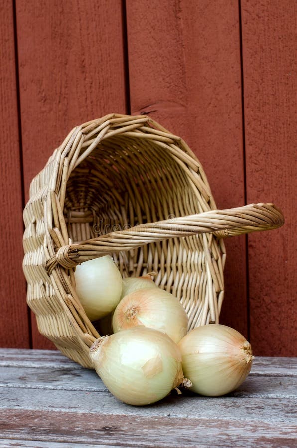 Basket of onions. stock photo. Image of objects, colored - 32485328