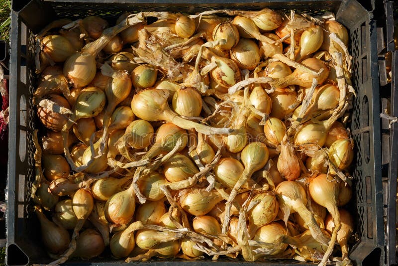 Onions in a Black Plastic Box Stock Photo - Image of plastic ...