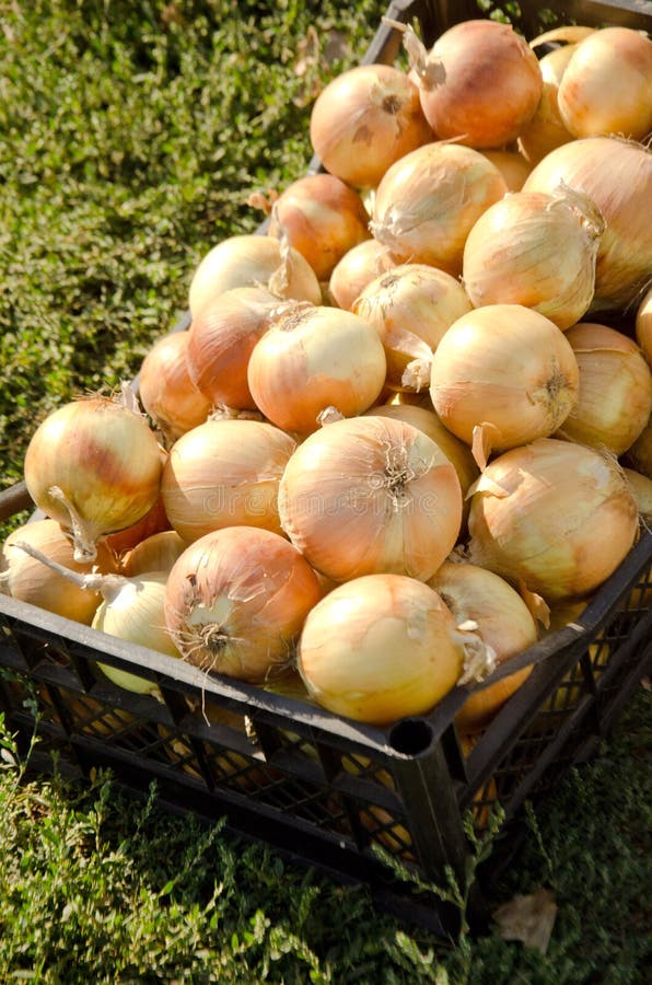 Onions in the box stock photo. Image of harvested, ground - 126146088