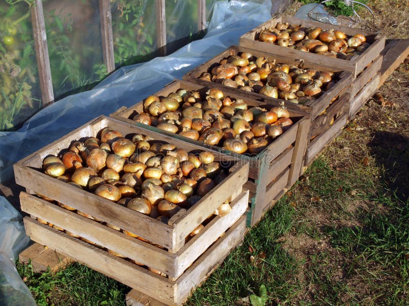 Onions in boxes stock photo. Image of full, sunny, close - 33334708