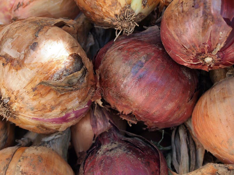 Onions stock photo. Image of home, vegetable, food, ingredient - 47785726
