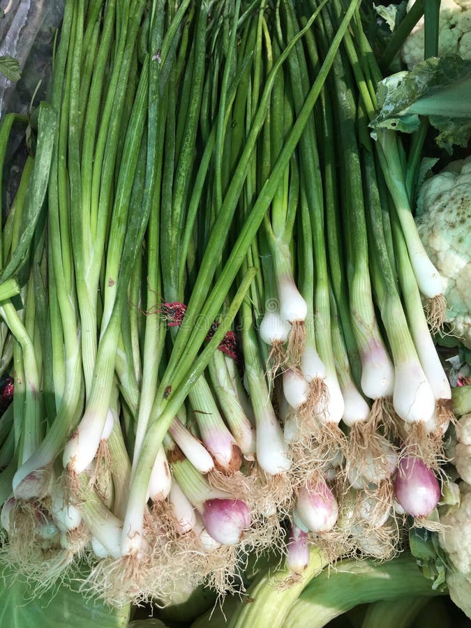 Onions stock photo. Image of salad, grocery, flavoring - 90255286
