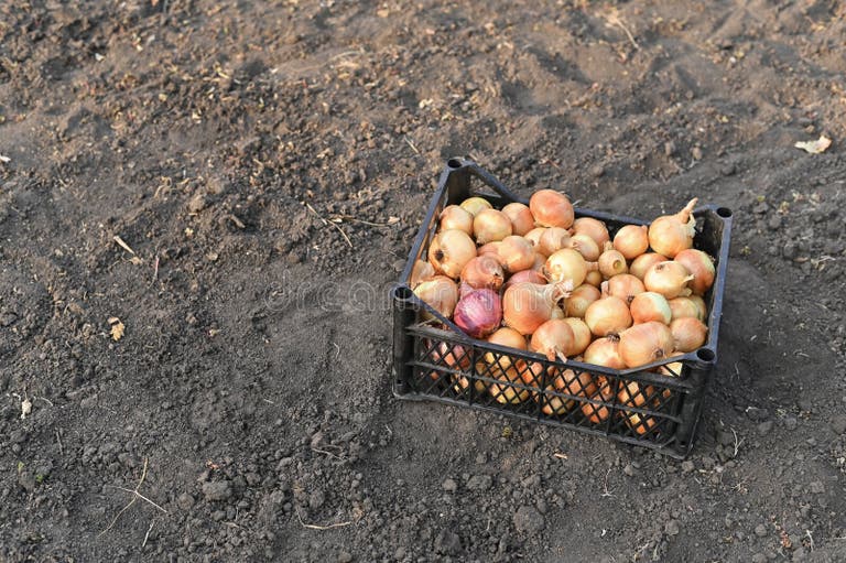 Onions are Collected in a Box. Copy Space Stock Photo - Image of spice ...