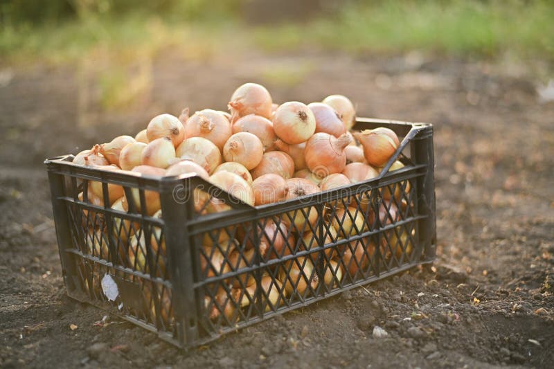 Onions in the Drawer. the Concept of Harvesting Stock Image - Image of ...