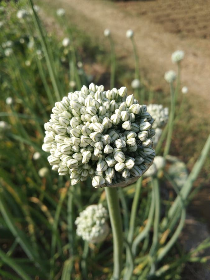 Onions Flower High Resolution Image Stock Image - Image of meadow ...