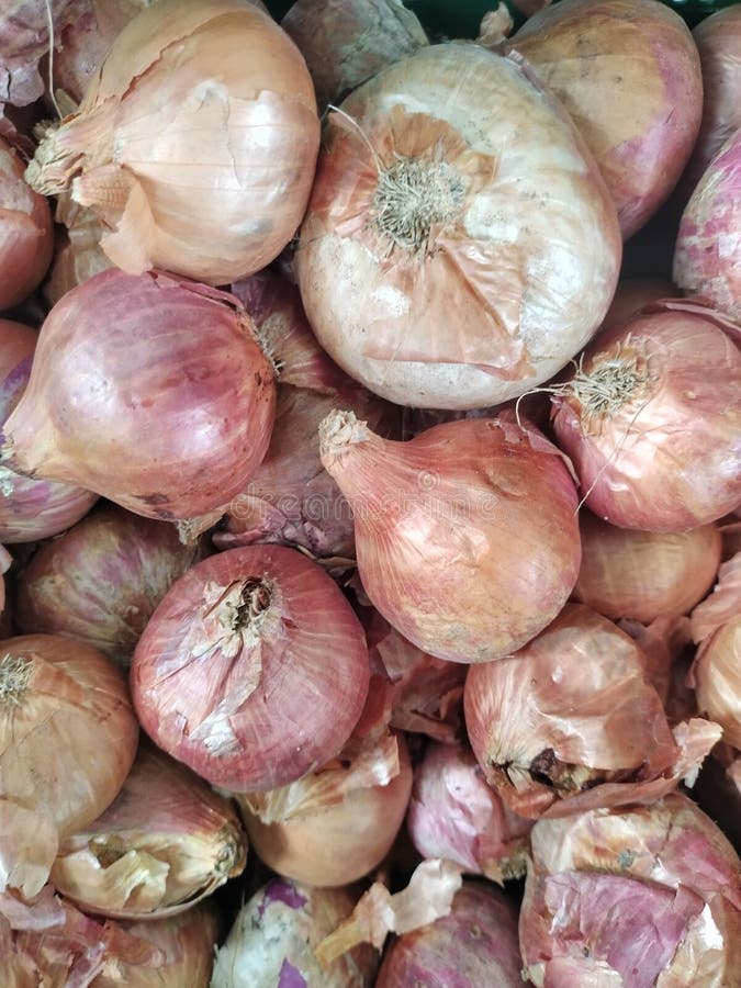 Onions stock image. Image of spring, fresh, onions, vegetables - 255578579
