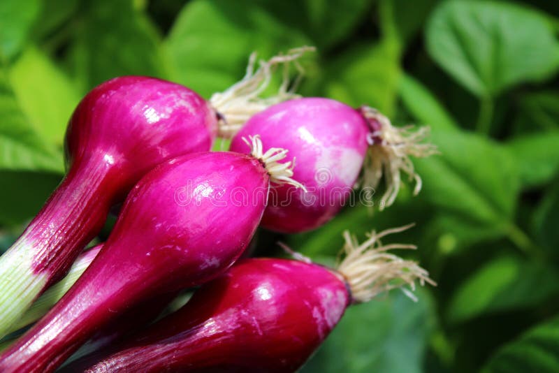 Onions in Front of Bean Leaves Stock Image - Image of ripe, cepa: 190959499