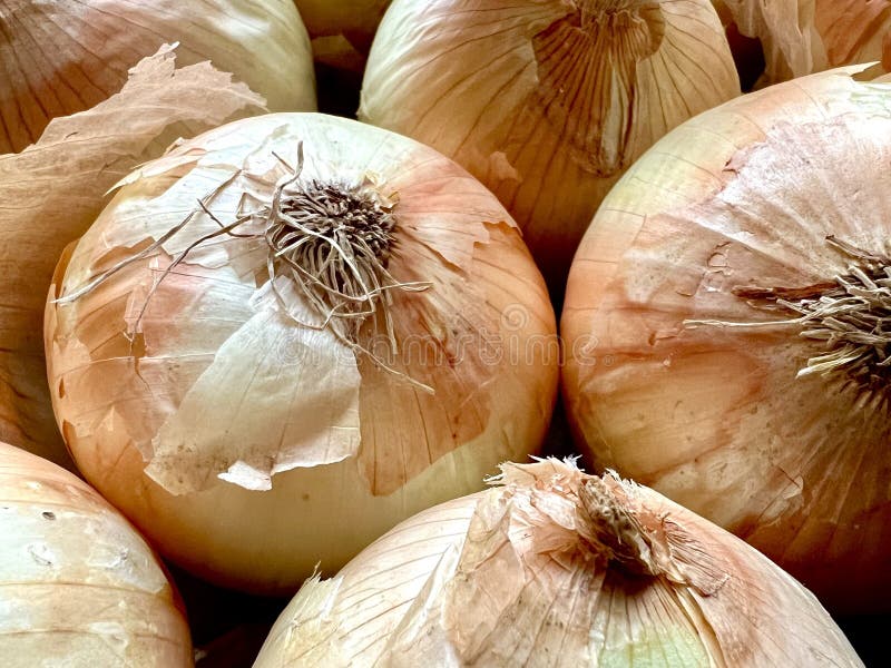 Onions stock image. Image of sulfur, gourmet, organic - 277310829