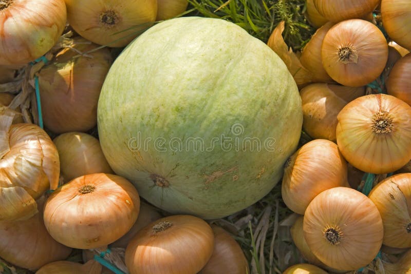 Onions and green pumpkin stock photo. Image of pumpkin - 16704434