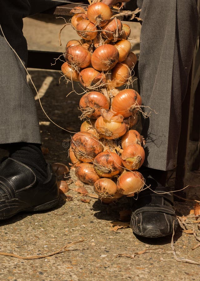Onions Grown in Small Vegetable Patch Being Stringed Up for Storage by ...