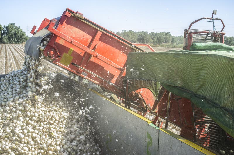 Onions Harvester at Work. Machine Loading Truck Stock Image - Image of ...