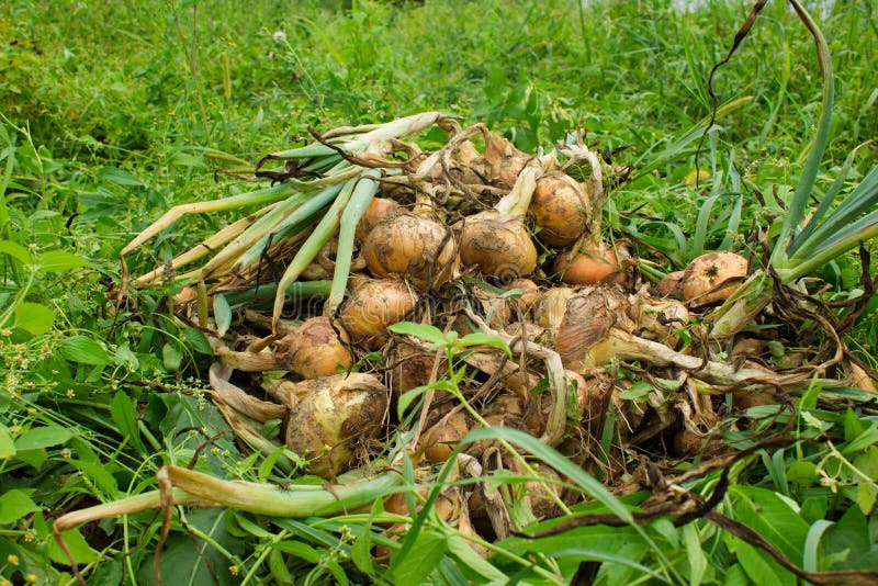 Onions Heap at Country Market Stall Stock Image - Image of onion, farm ...