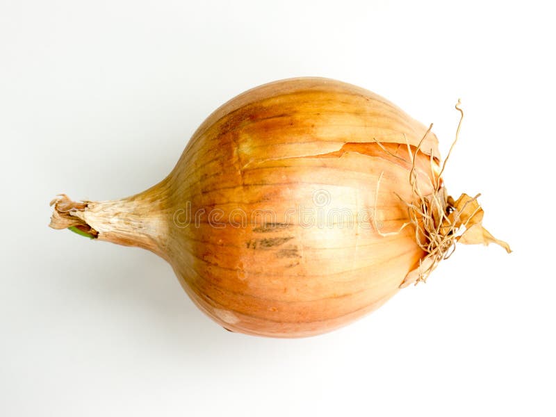 Onions isolated. stock image. Image of brown, macro, organic - 72495091
