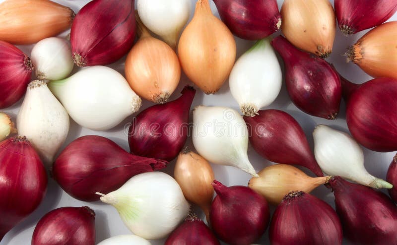 Onions many colors stock image. Image of white, life - 11290749