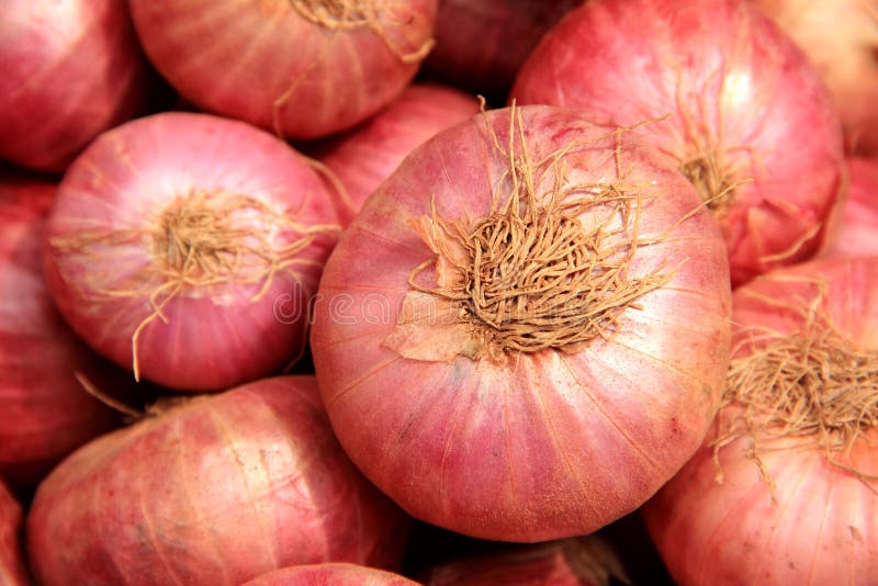 Onions. stock image. Image of agriculture, wire, farm - 34157229