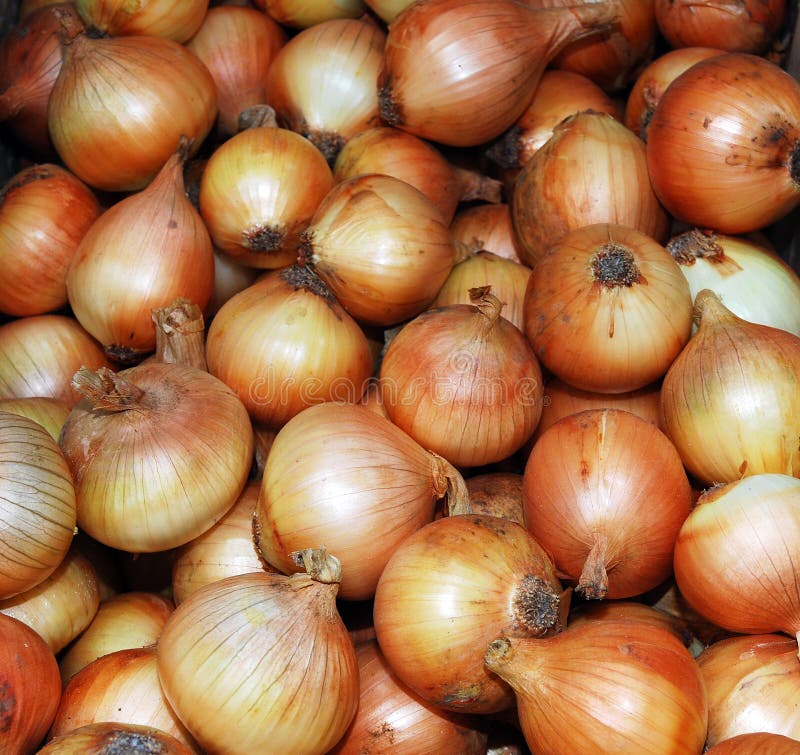 Onions in the market. stock photo. Image of nature, fair - 22082152