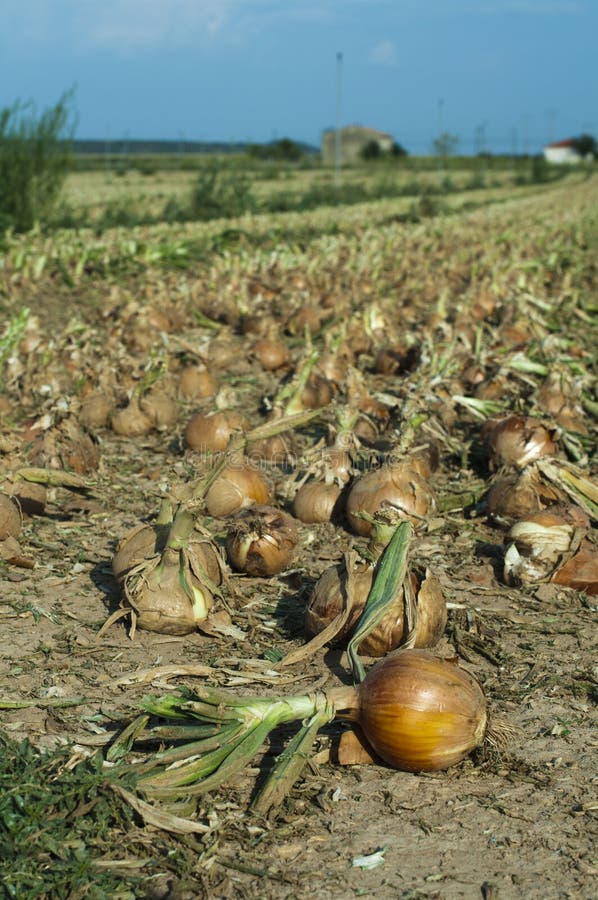 Onions plantation stock image. Image of herbal, environment - 26972463
