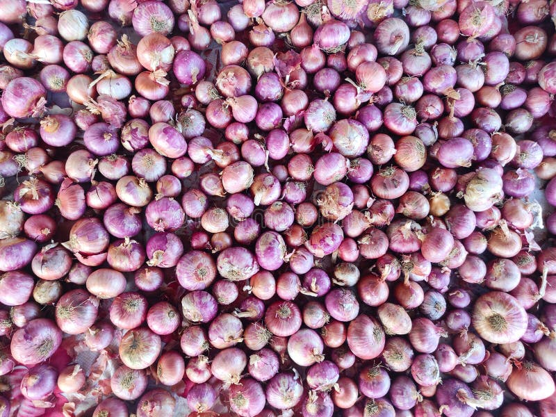 Rabi Crops in Punjab stock photo. Image of wheat, winter - 162388092