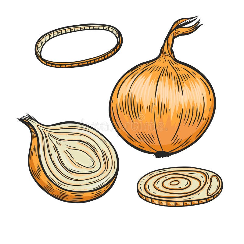 Onions and Rings Line Drawing Vector Illustration Stock Vector ...
