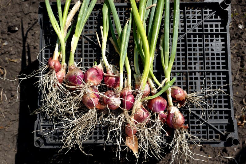 Onions with Roots and Herbs Stock Image - Image of spring, garden ...