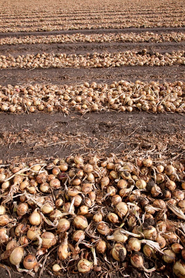 Onions on Field in the Autum Ready for Harvest in the Dutch Province of ...