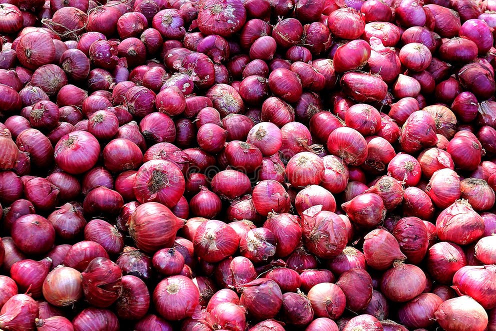 Onions stock image. Image of india, closeup, size, agriculture - 231861369
