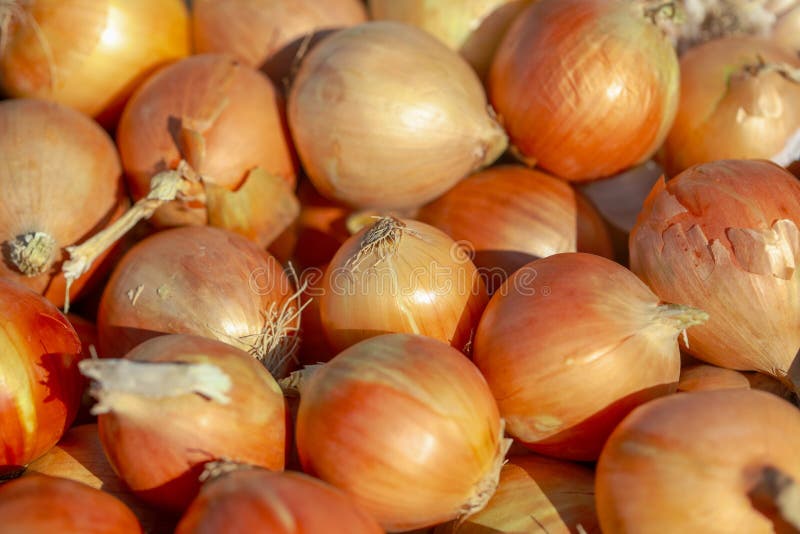 Onions are Sold at the Fair in the Fall Stock Image - Image of healthy ...