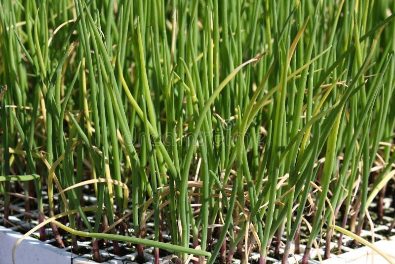 Onions stock photo. Image of healthy, white, leaf, natural - 38516142