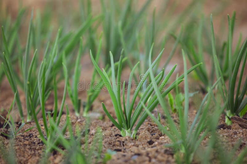 Onions Sprout in Early Spring in the Garden . Stock Image - Image of ...