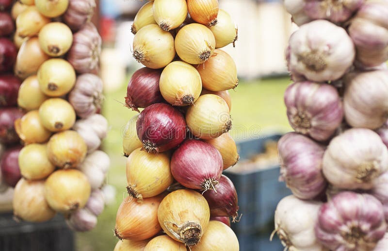 Strings Of Onions Of Various Colours In A Garden Shed And Drying Stock ...