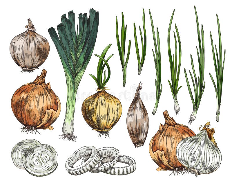 Onions Such As Bulb, Spring Onions and Leeks Sketch Vector Illustration ...