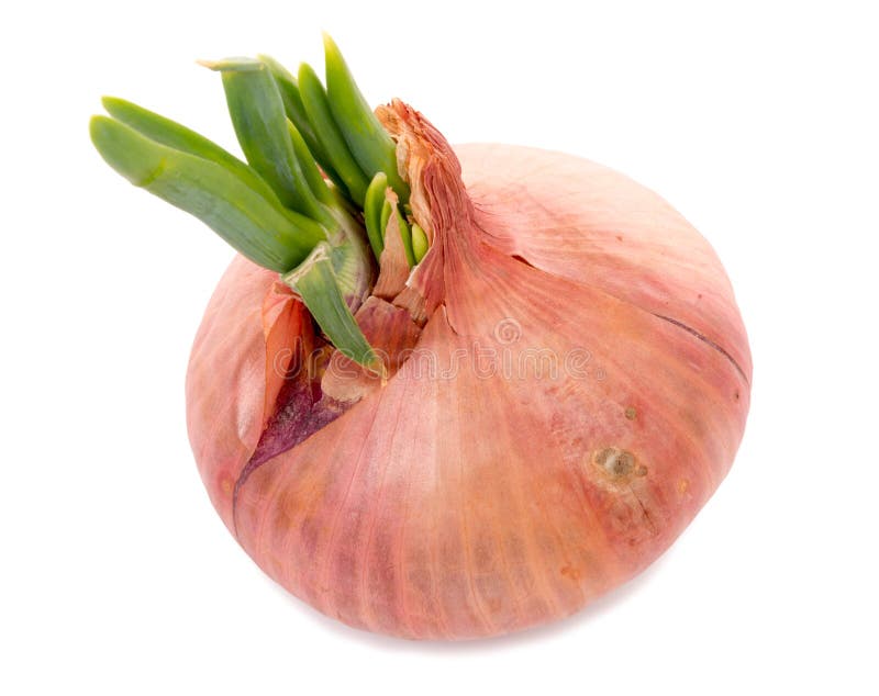 Onions Their Germs Stock Photos - Free & Royalty-Free Stock Photos from ...