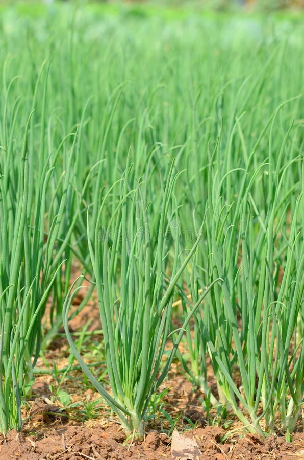 Onions tree stock image. Image of cultivation, crops - 49335885