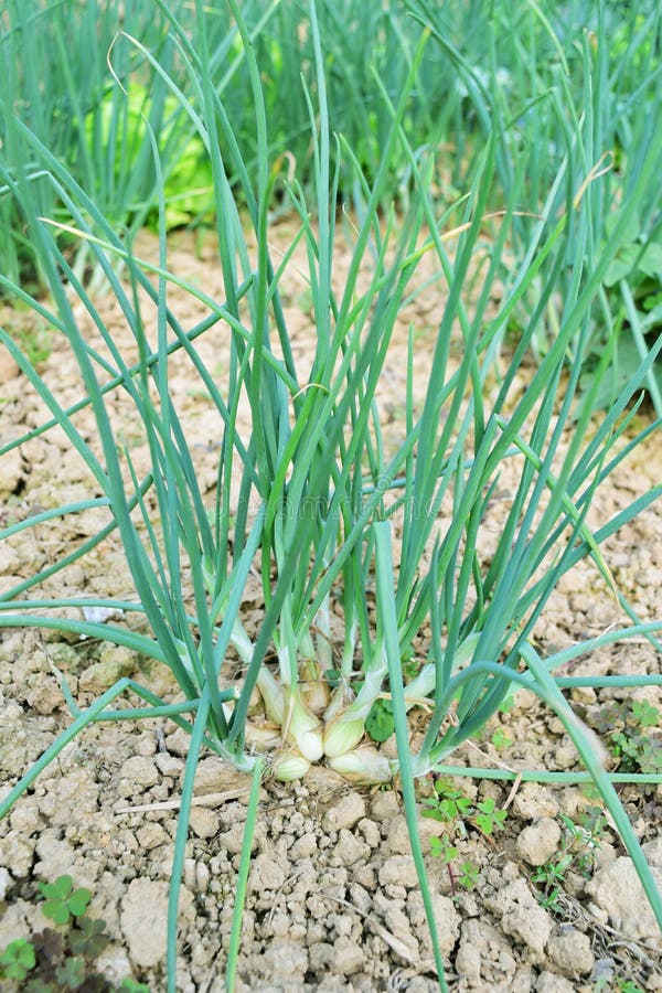 Onions Tree in the Vegetable Garden Stock Photo - Image of natural ...