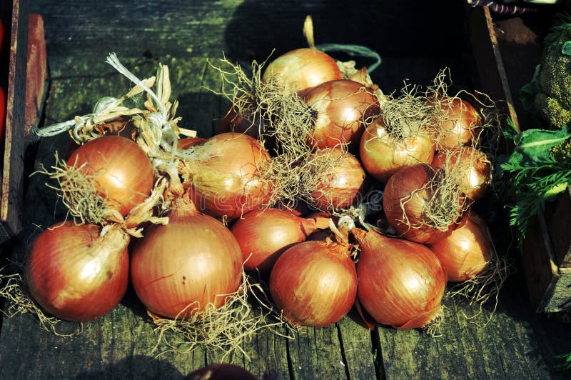 Onions stock image. Image of grunge, vegetarian, onion - 34417871