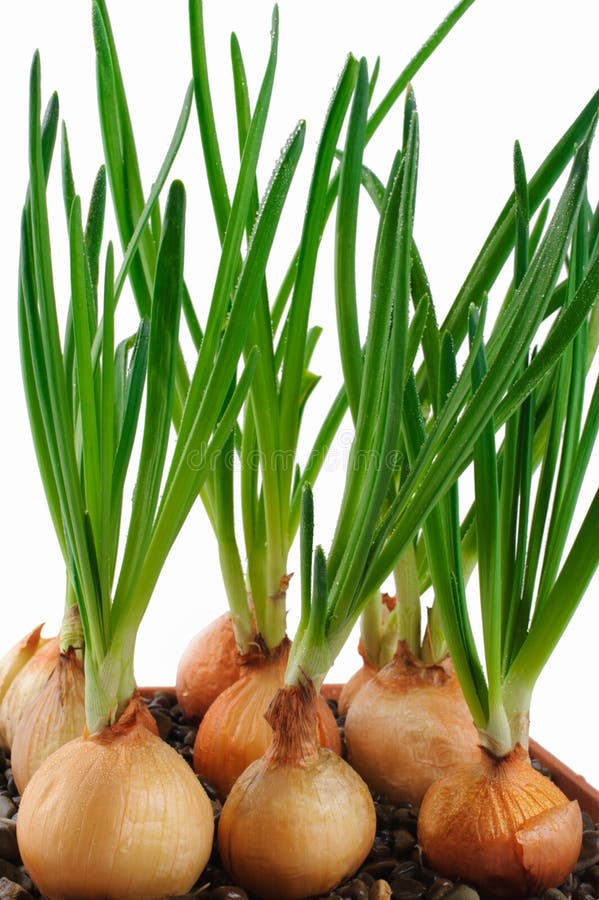 Onions on White Background. Stock Photo - Image of culinary, fresh ...