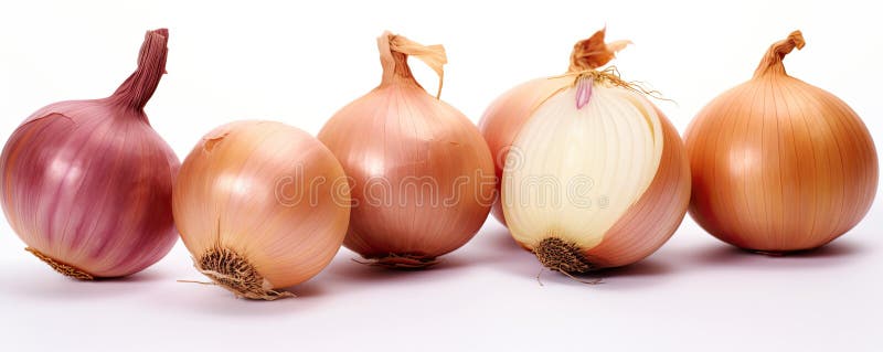 Onions on White Background. Onion Isolated Stock Illustration ...