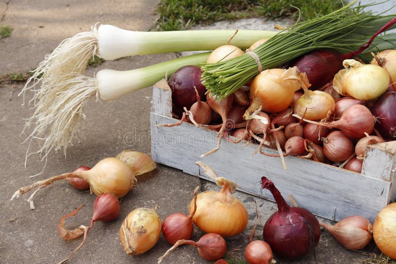 Onions in a wooden box stock photo. Image of ripe, board - 125941594