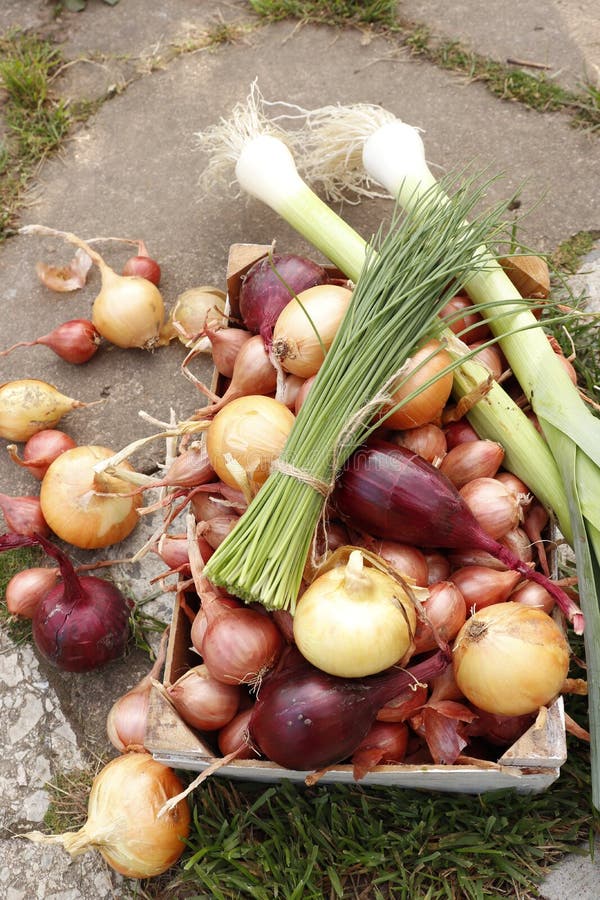 Onions in a wooden box stock photo. Image of life, shape - 125941762