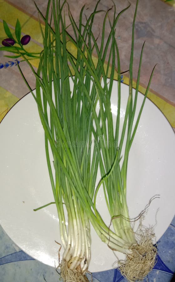 Onionstring stock image. Image of onionstring, green - 152640203