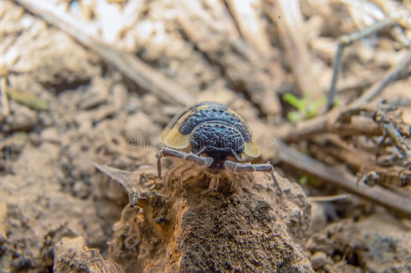 The Oniscídeos, Commonly Known As Moisture Pills or Little Ball Bugs ...