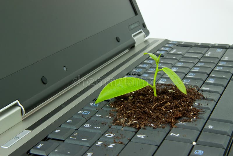 Green plant on keyboard stock image. Image of environmental - 30698687