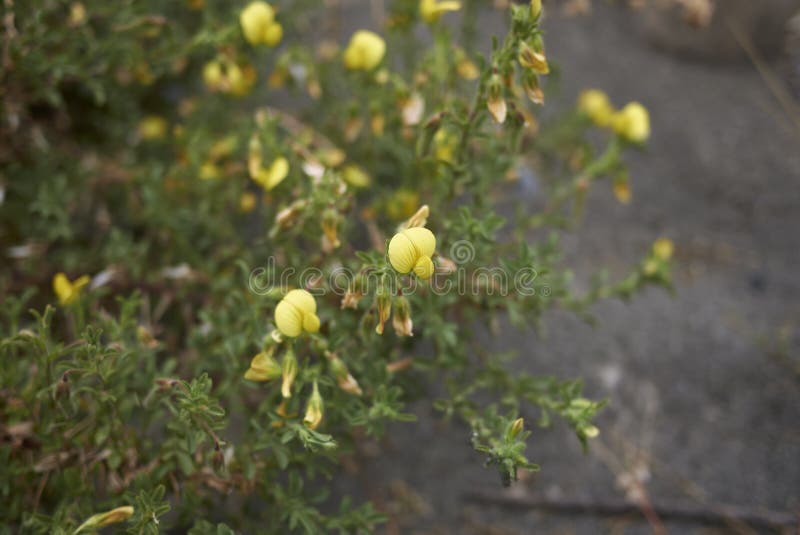 Ononis Natrix Close Up by a Riverbank Stock Image - Image of bloom ...