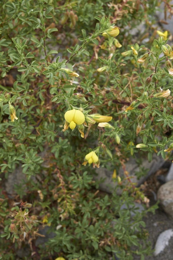 Ononis Natrix Close Up by a Riverbank Stock Image - Image of close ...