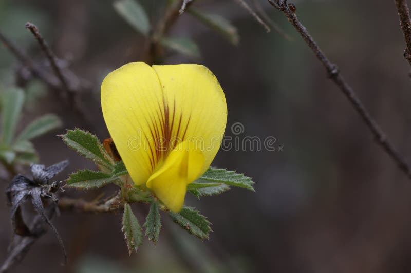 Ononis Natrix Flycatcher Flower with Focus Stacking Technique Stock ...