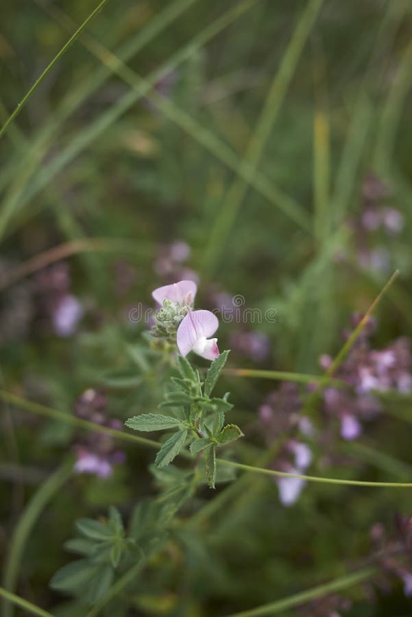 Ononis repens close up stock photo. Image of common - 169418044